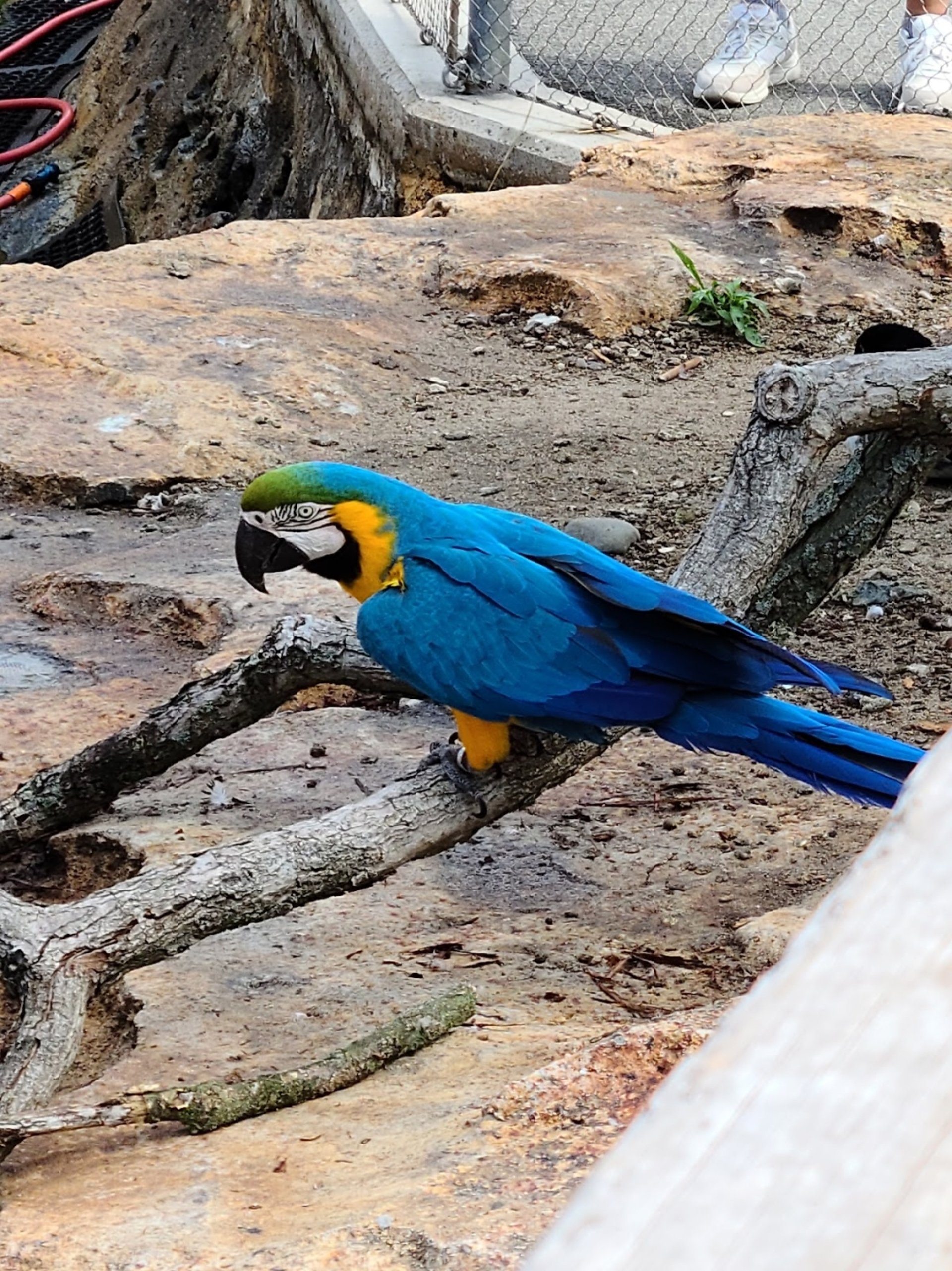 Stone Zoo, Stoneham, MA: Information, Tickets and Reviews