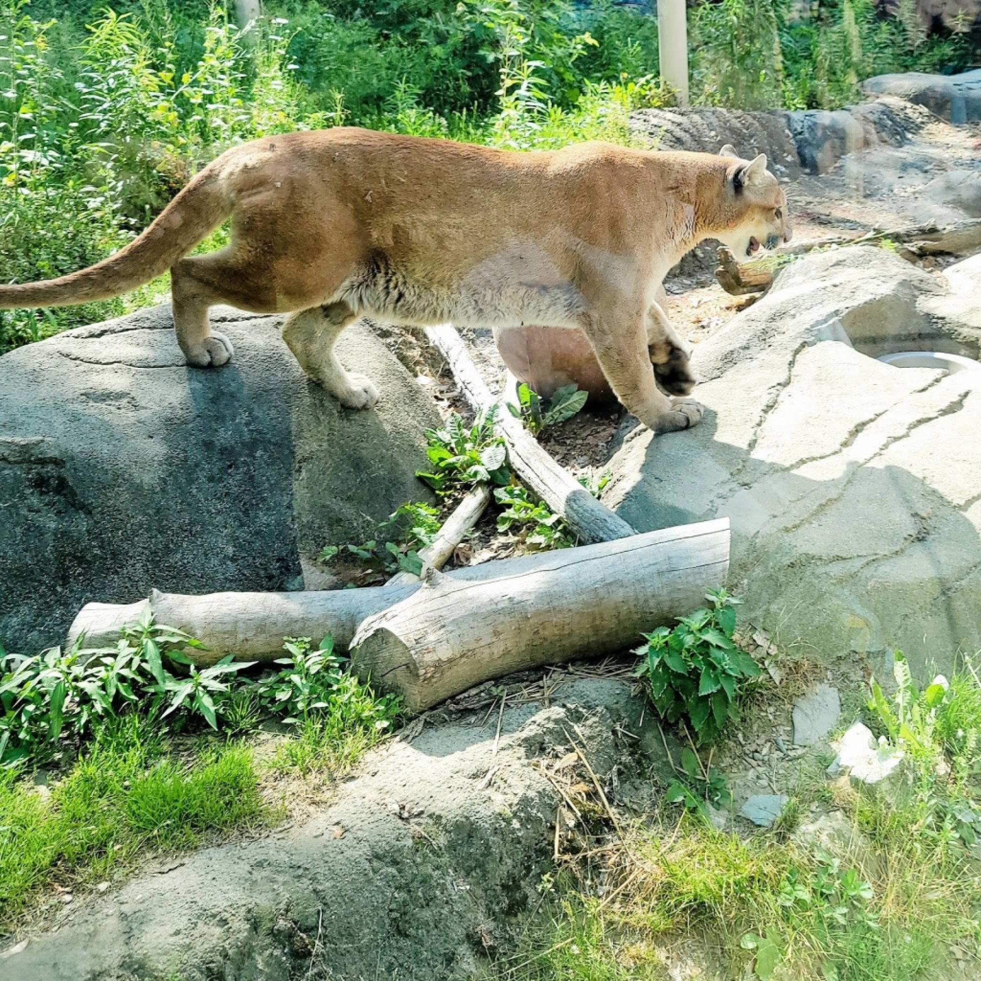 Stone Zoo, Stoneham, MA: Information, Tickets and Reviews