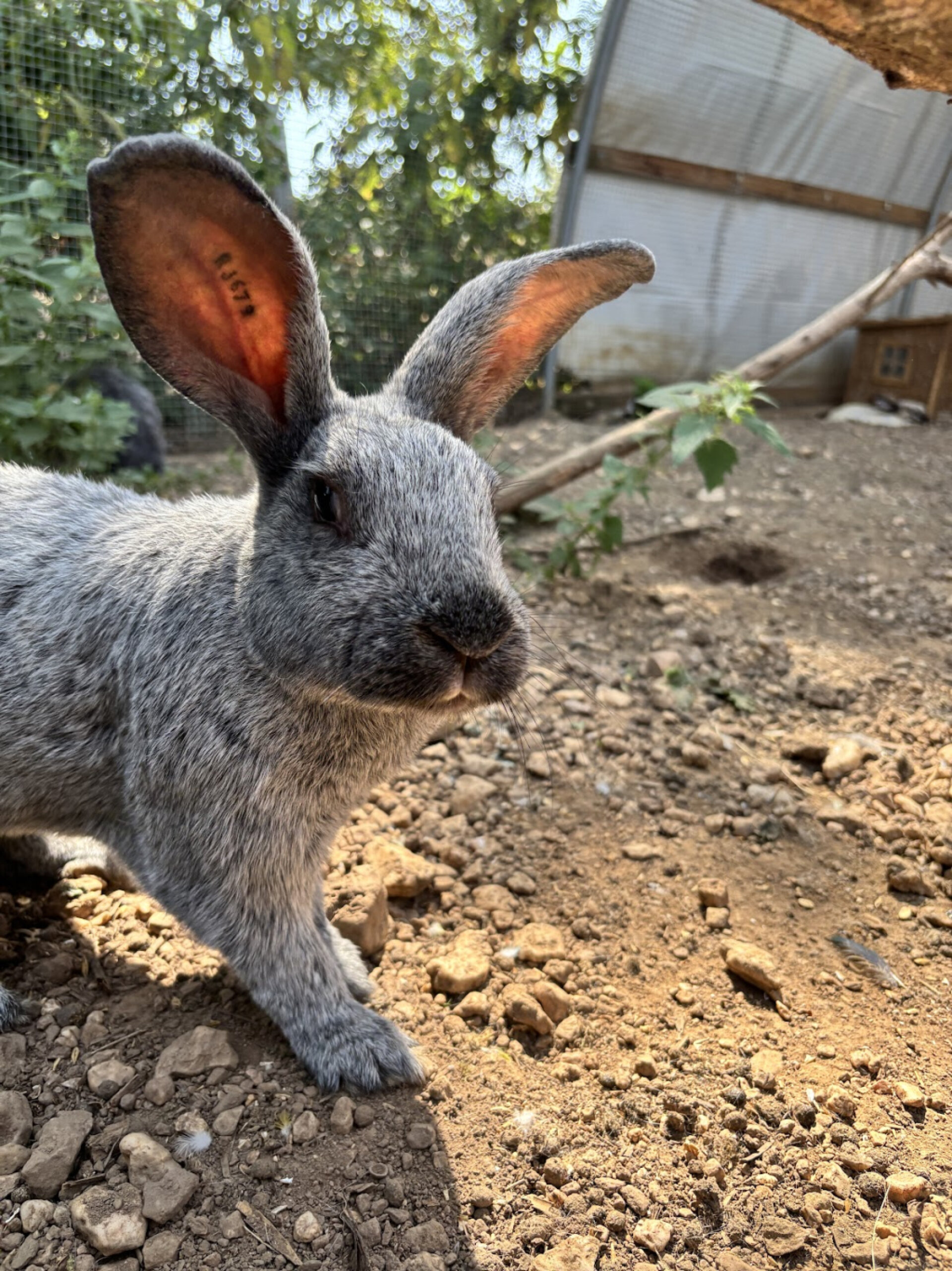 ANIMUNDO, Villefranche-d'Albigeois: Information, Tickets and Reviews