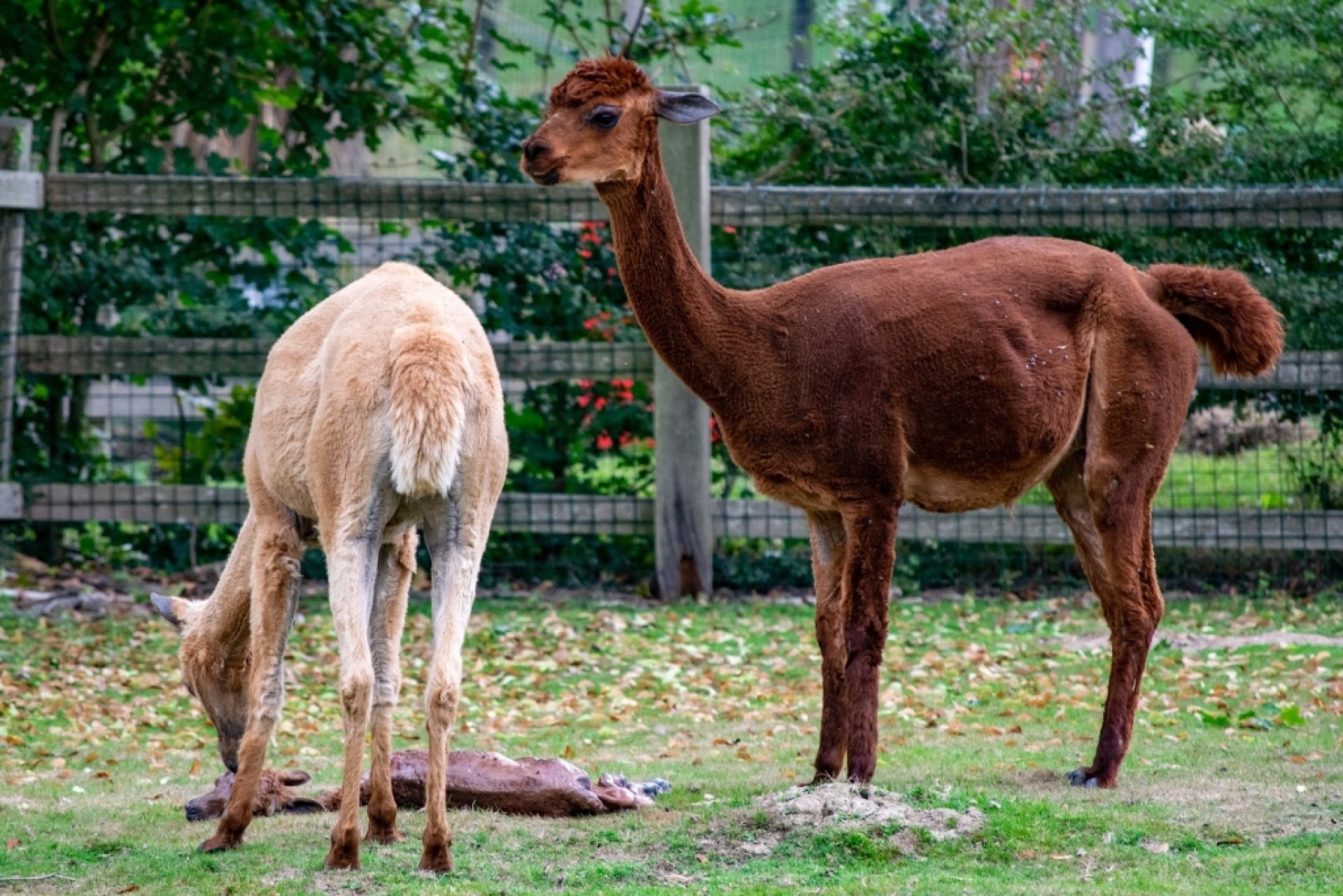 Tilgate Zoo, Crawley: Information, Tickets and Reviews