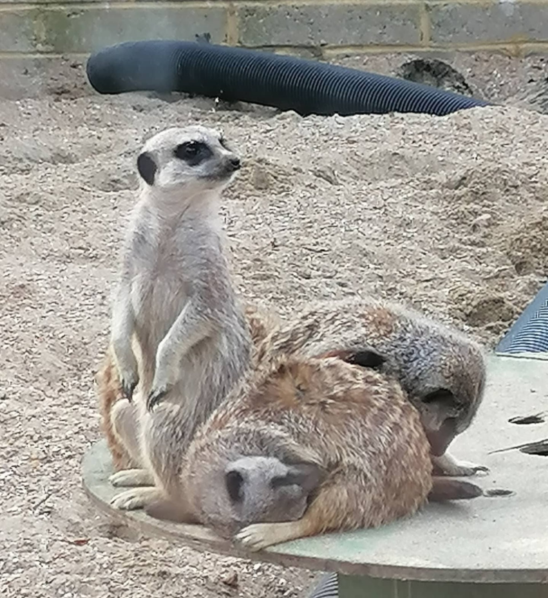 Tilgate Zoo, Crawley: Information, Tickets and Reviews