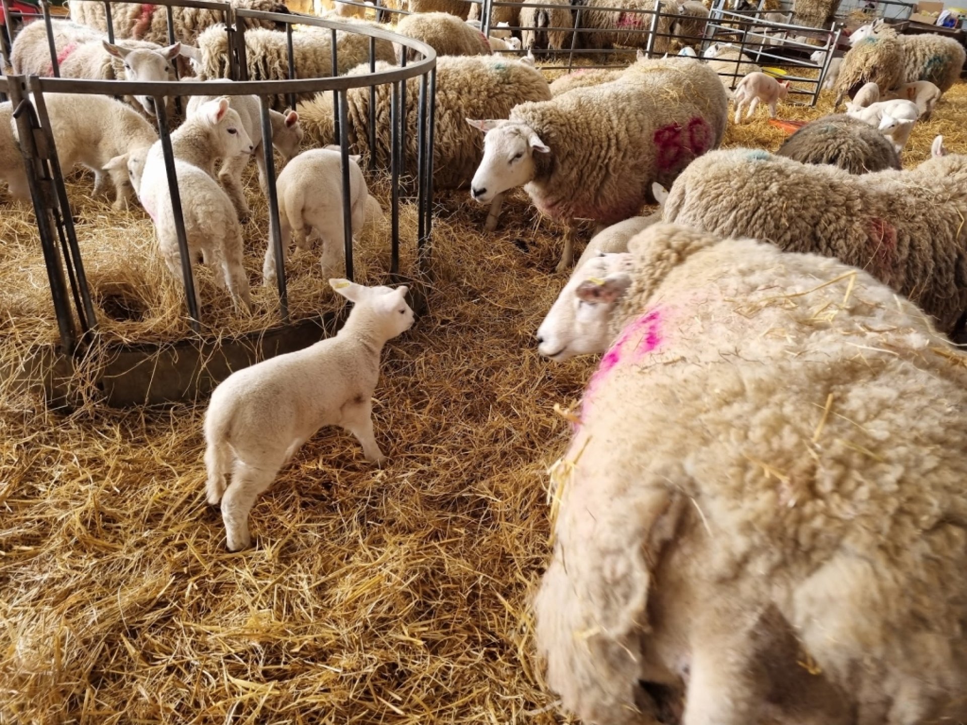 Parque de Diversiones Familiar de Hirsty, Great Yarmouth: Información ...