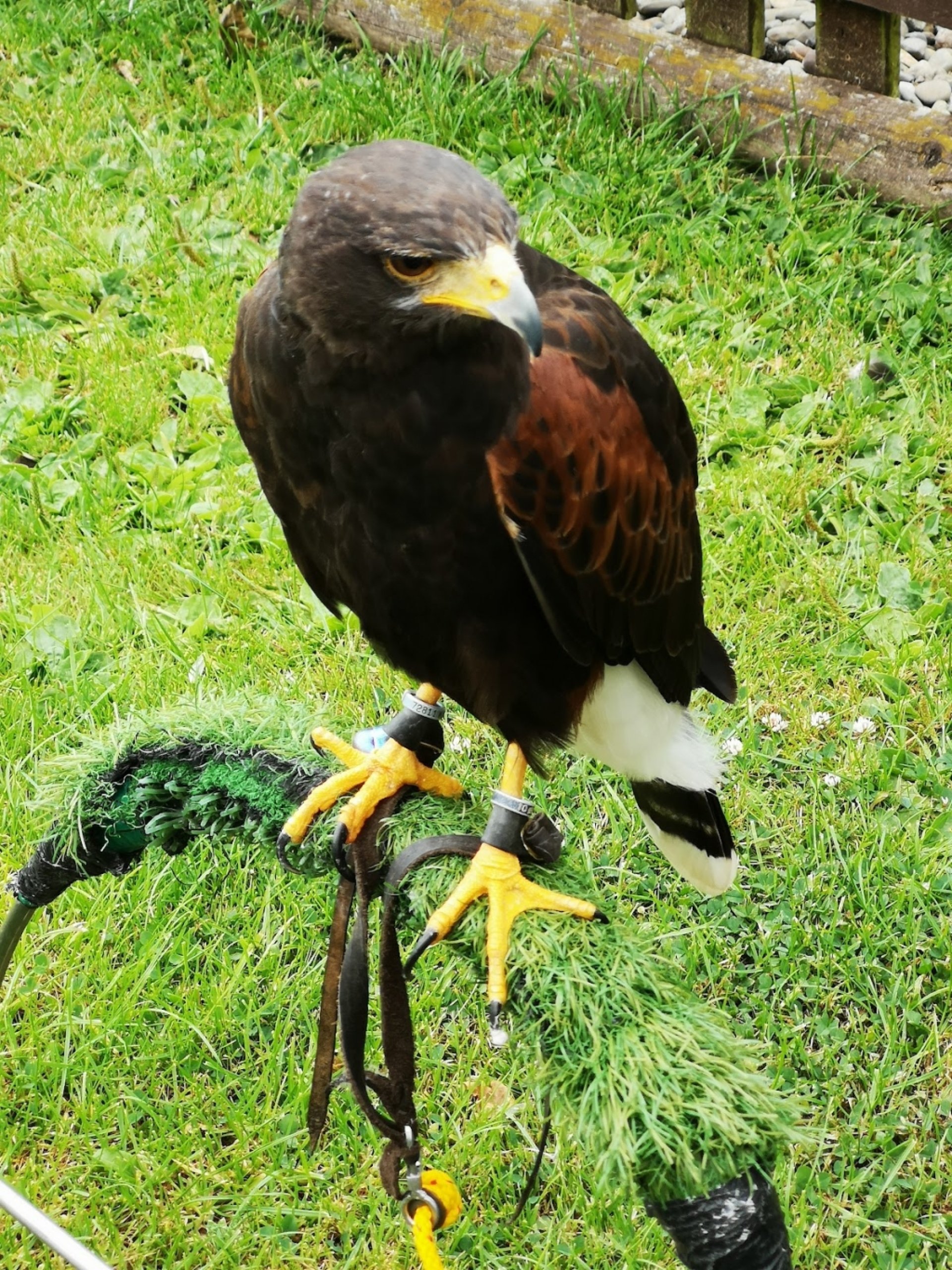 Battlefield Bird of Prey Centre formerly Battlefield Falconry Centre ...