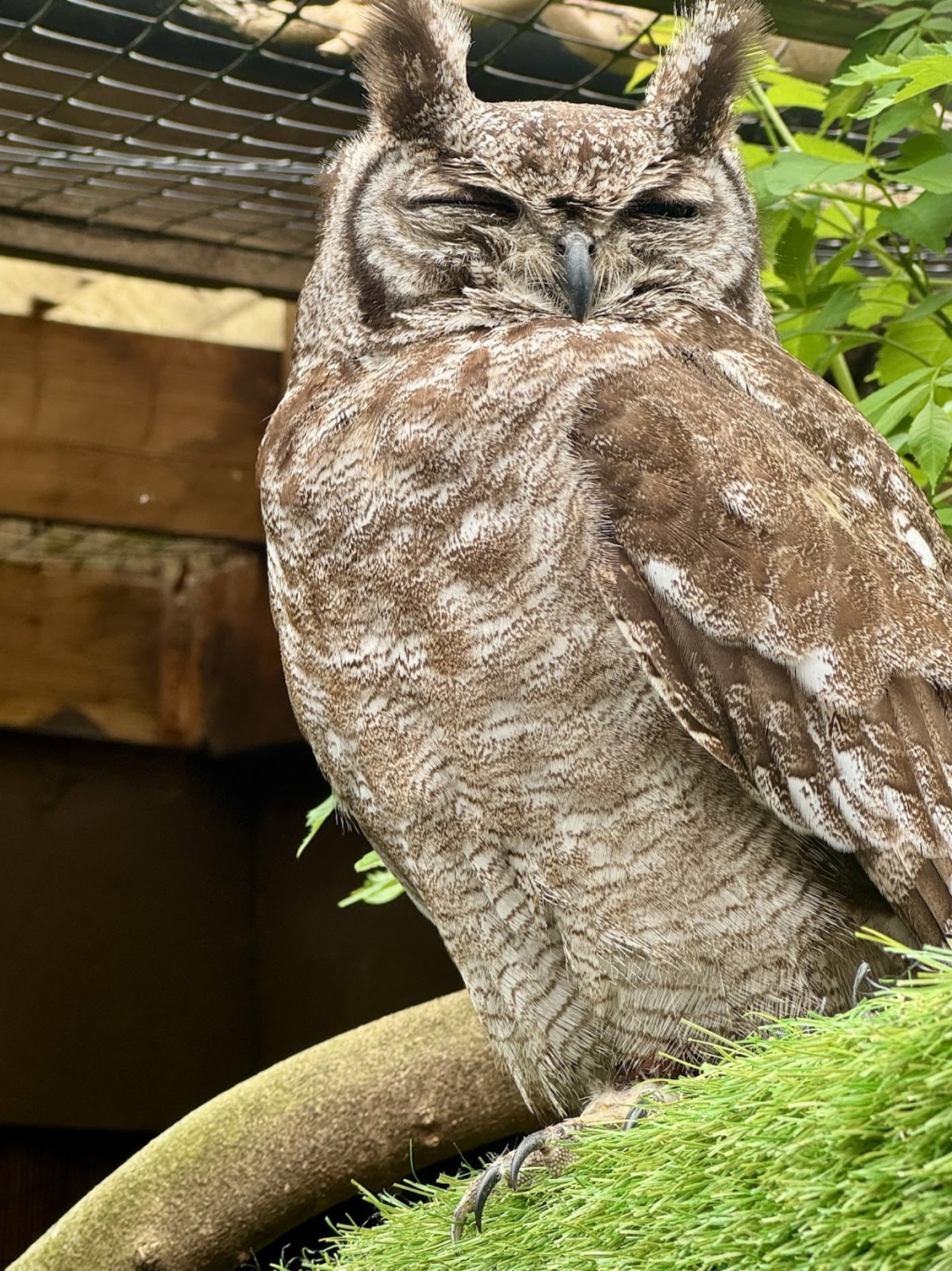 Battlefield Bird of Prey Centre formerly Battlefield Falconry Centre ...