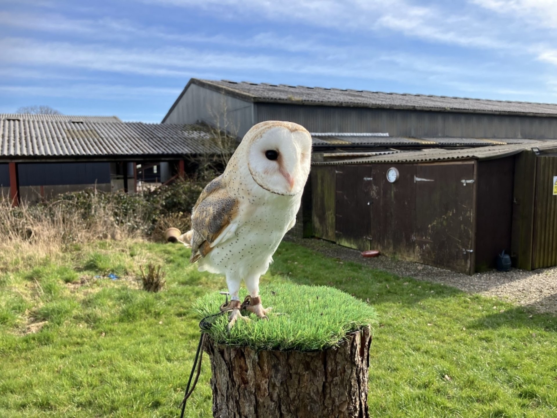 Battlefield Bird of Prey Centre formerly Battlefield Falconry Centre ...