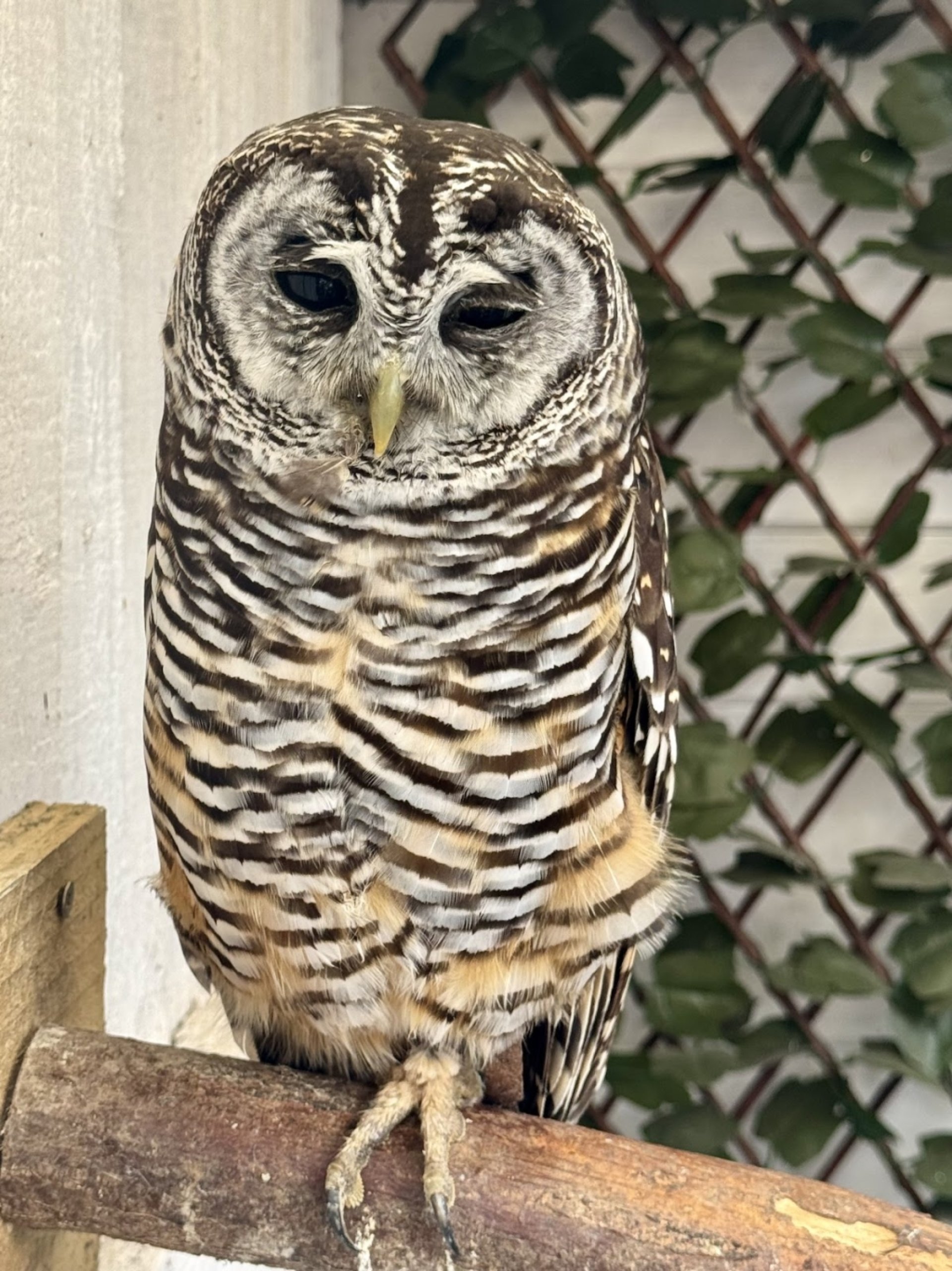 Battlefield Bird of Prey Centre formerly Battlefield Falconry Centre ...
