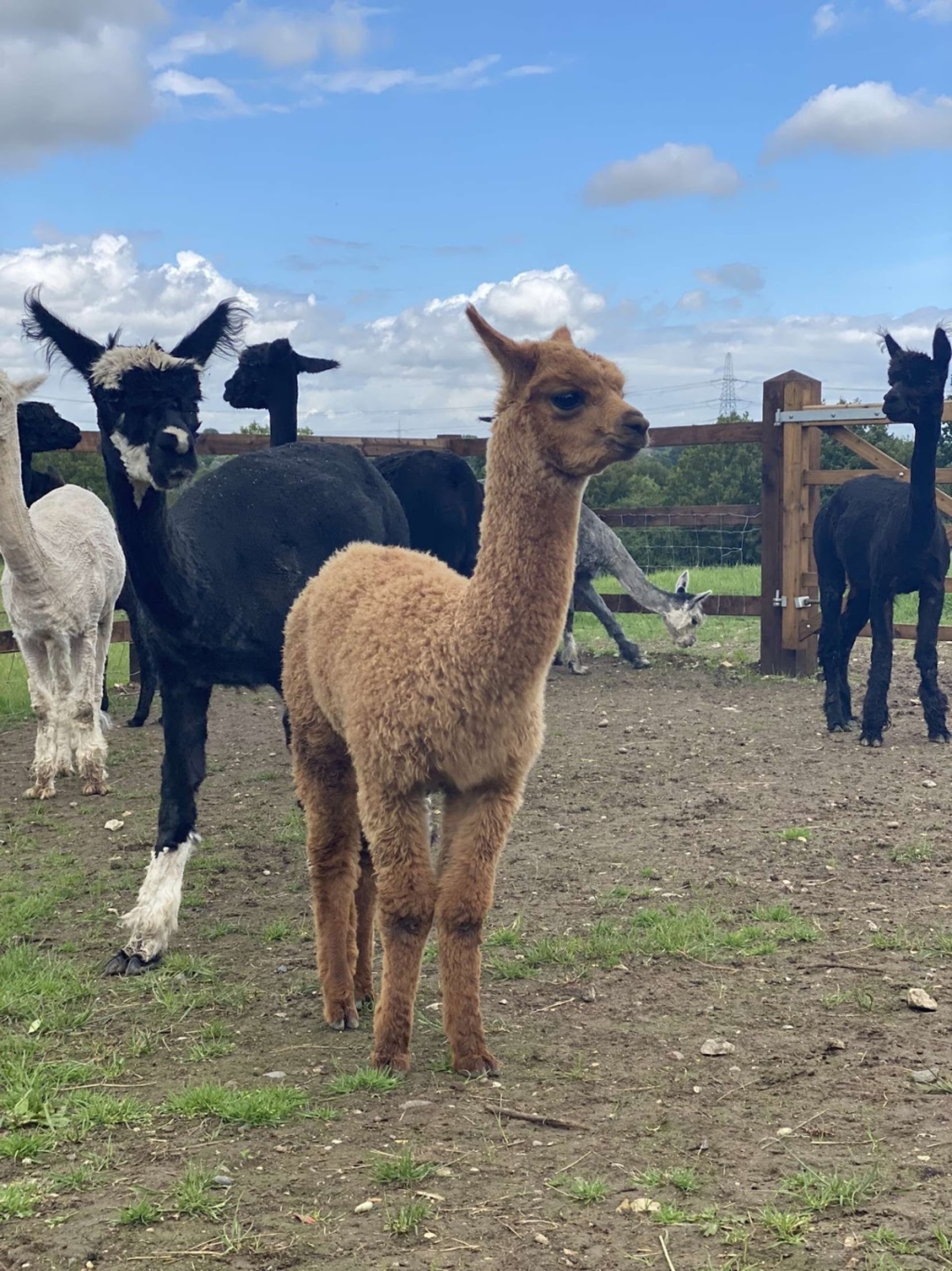 Granja Stantons - Granja de Contacto, Braintree: Información, Entradas ...