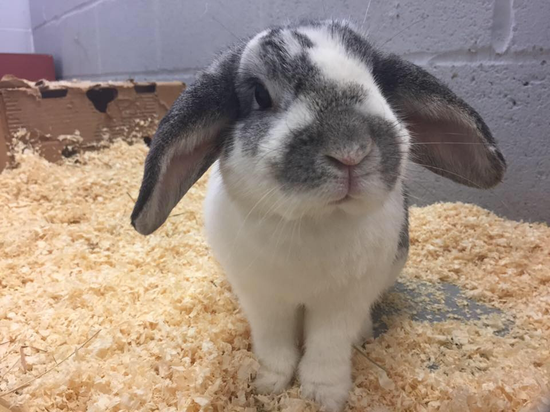 Reaseheath Mini Zoo, Nantwich: Información, Entradas y Opiniones