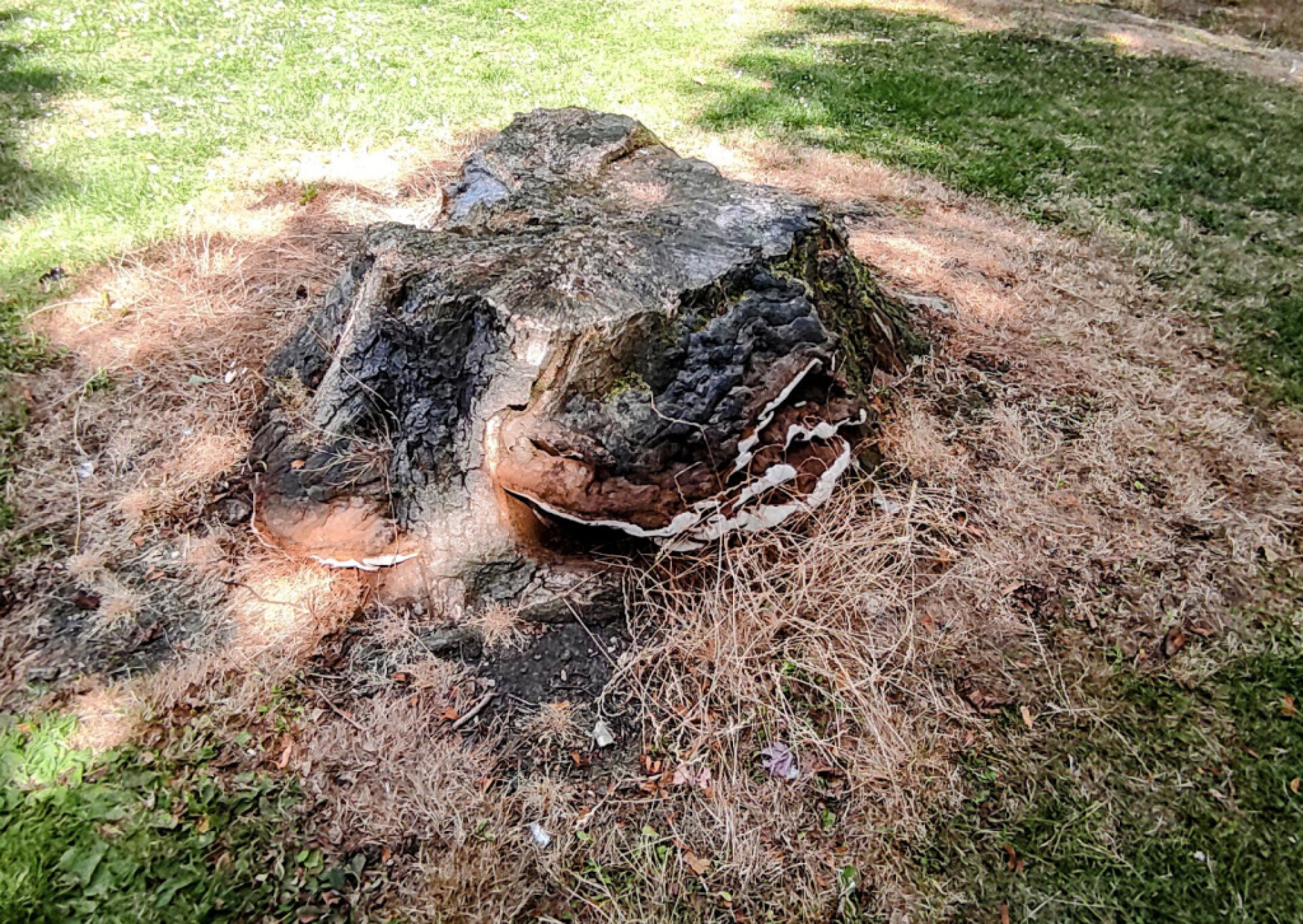 Pickering Park Aviary, Hull: Information, Tickets and Reviews