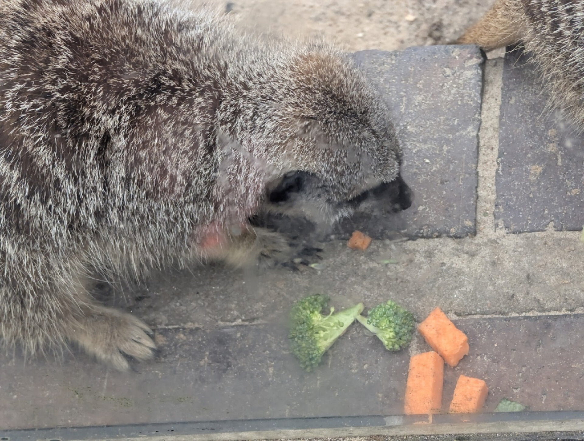 Pickering Park Aviary, Hull: Information, Tickets and Reviews