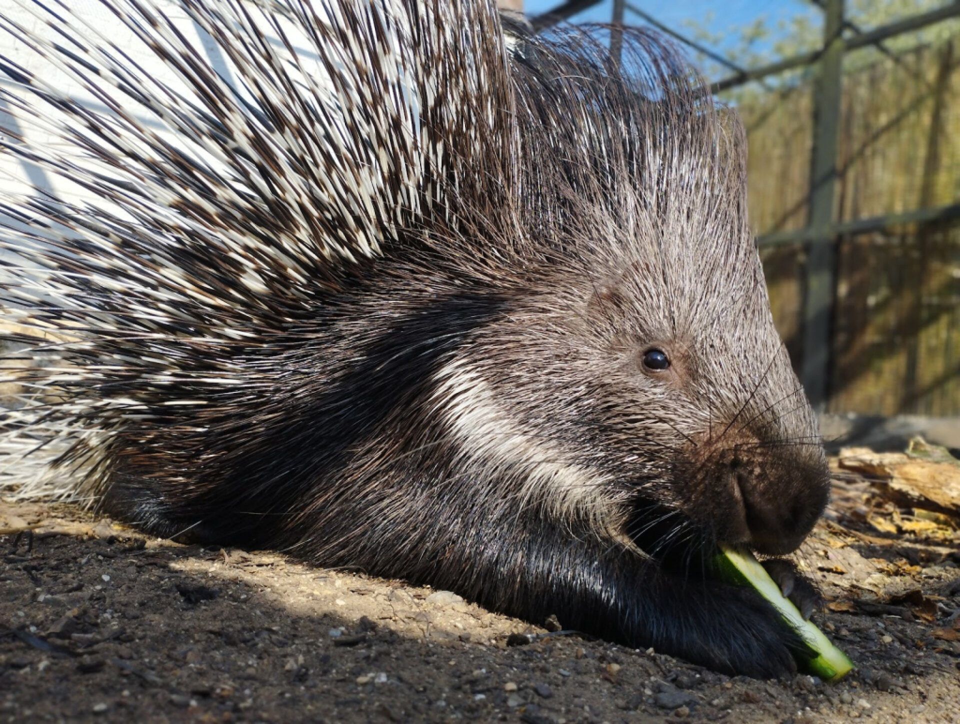 Pickering Park Aviary, Hull: Information, Tickets and Reviews