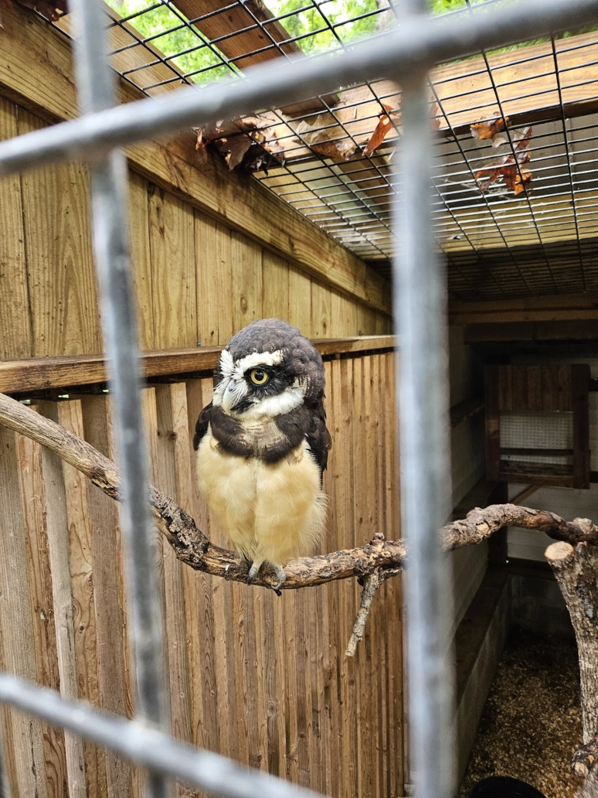 Parque de Vida Silvestre y Safari del Norte de Georgia, Cleveland, GA ...