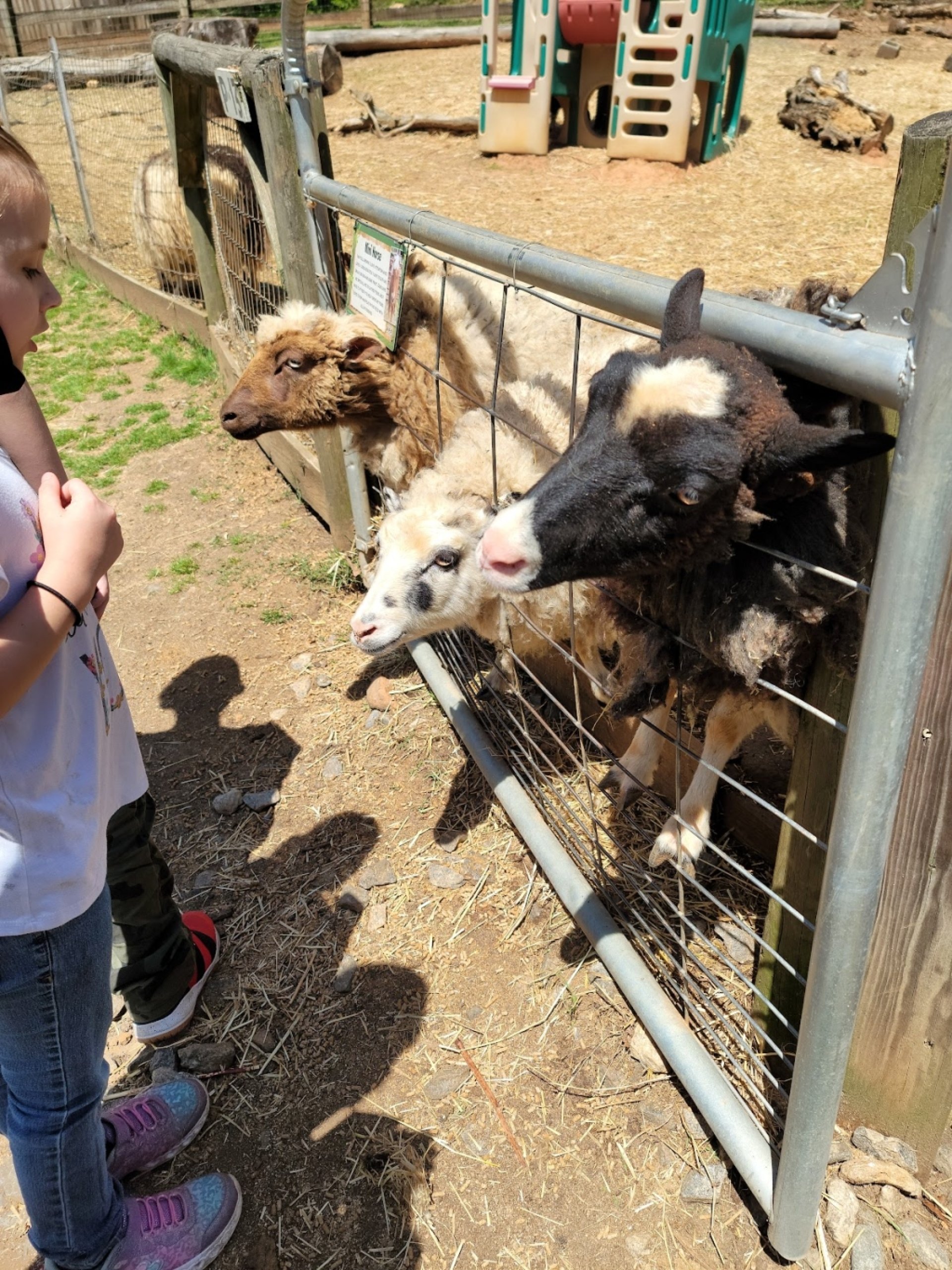 Parque de Vida Silvestre y Safari del Norte de Georgia, Cleveland, GA ...