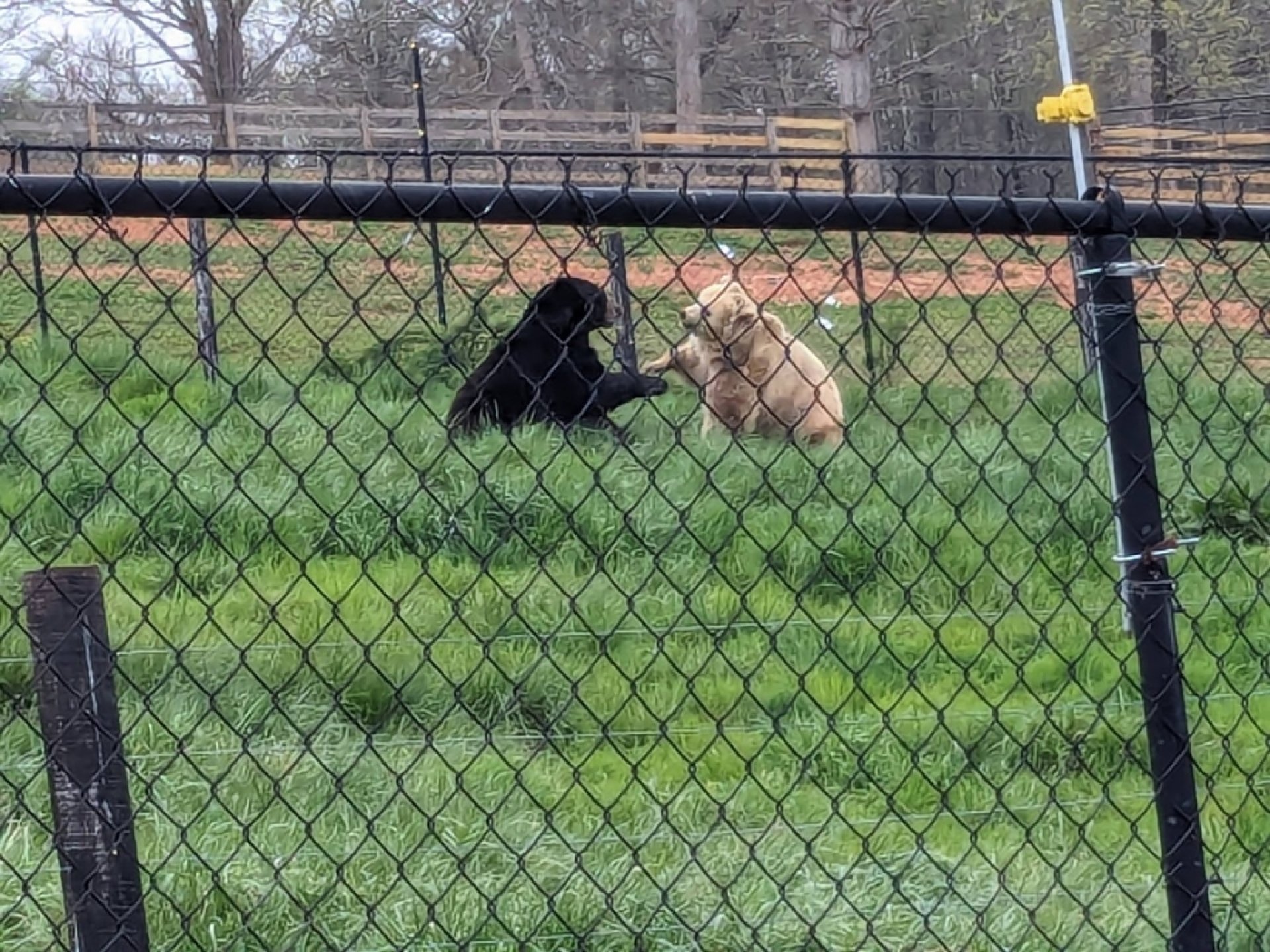 Reserva de Vida Silvestre e Zoológico Chestatee, Dahlonega, GA ...