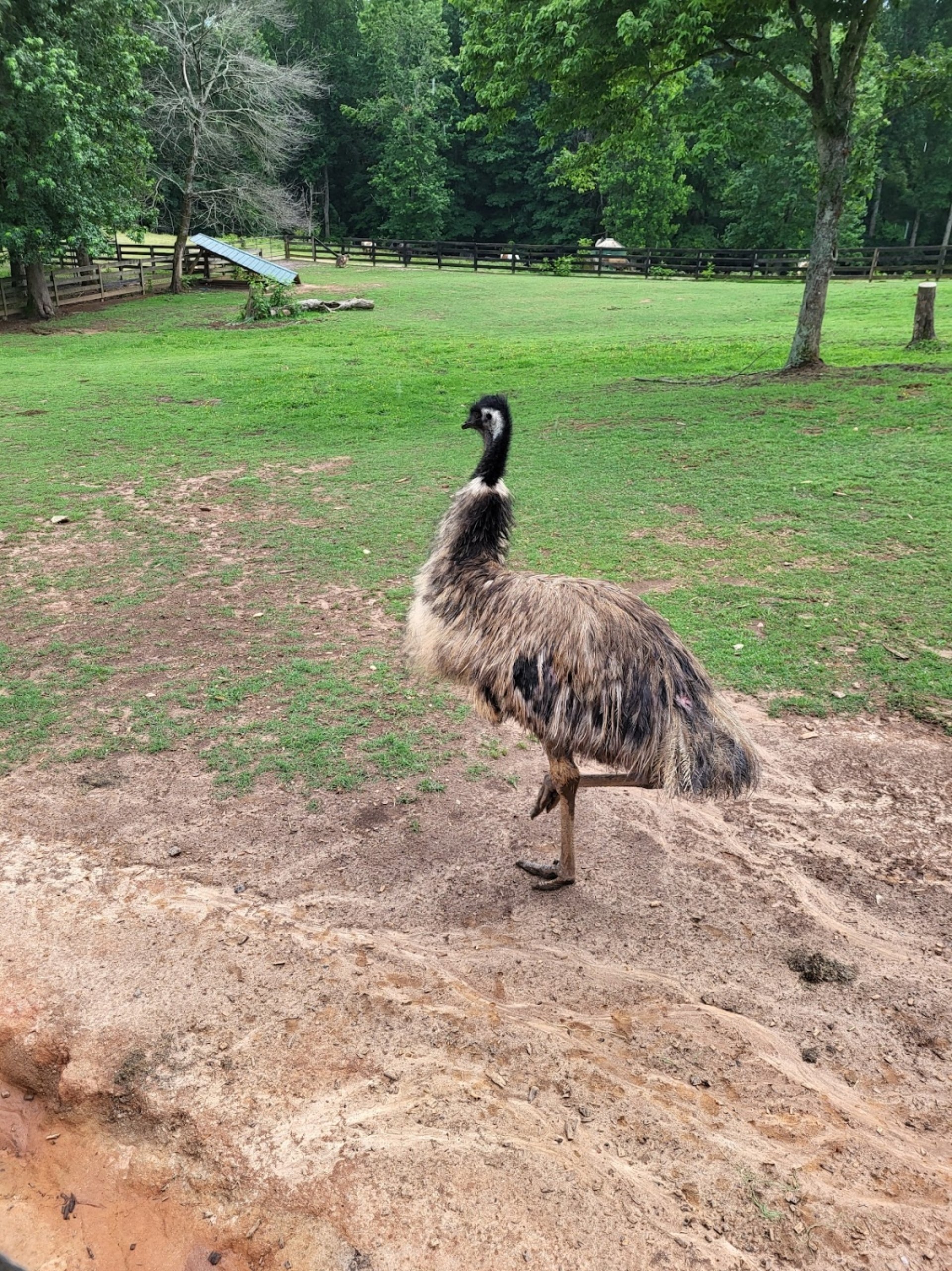Reserva de Vida Silvestre e Zoológico Chestatee, Dahlonega, GA ...