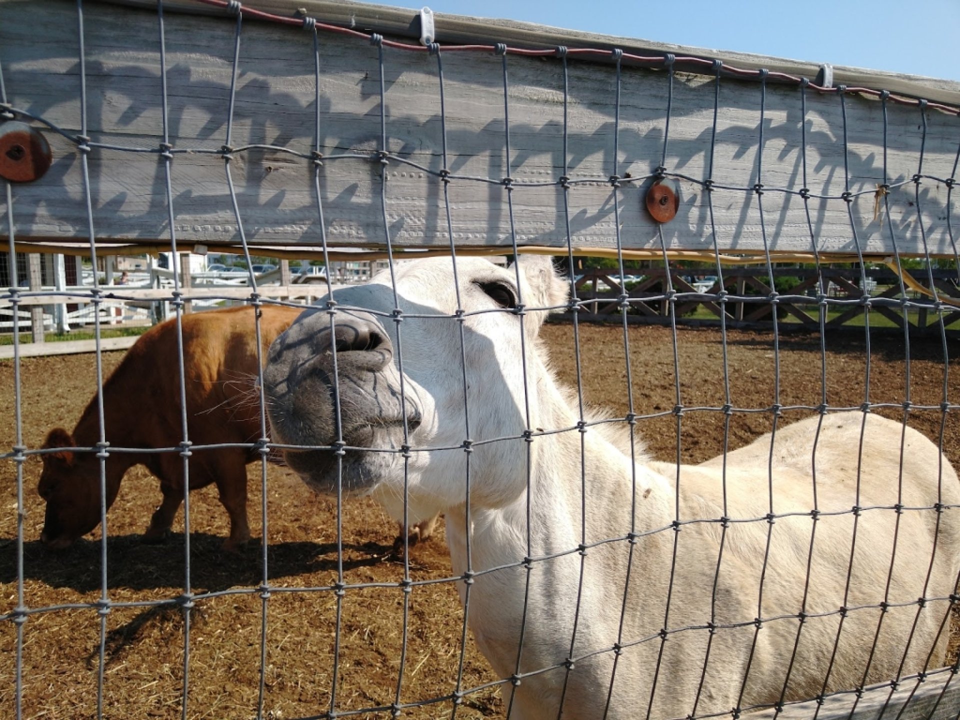 Lambs Farm, Libertyville, IL: Information, Tickets and Reviews