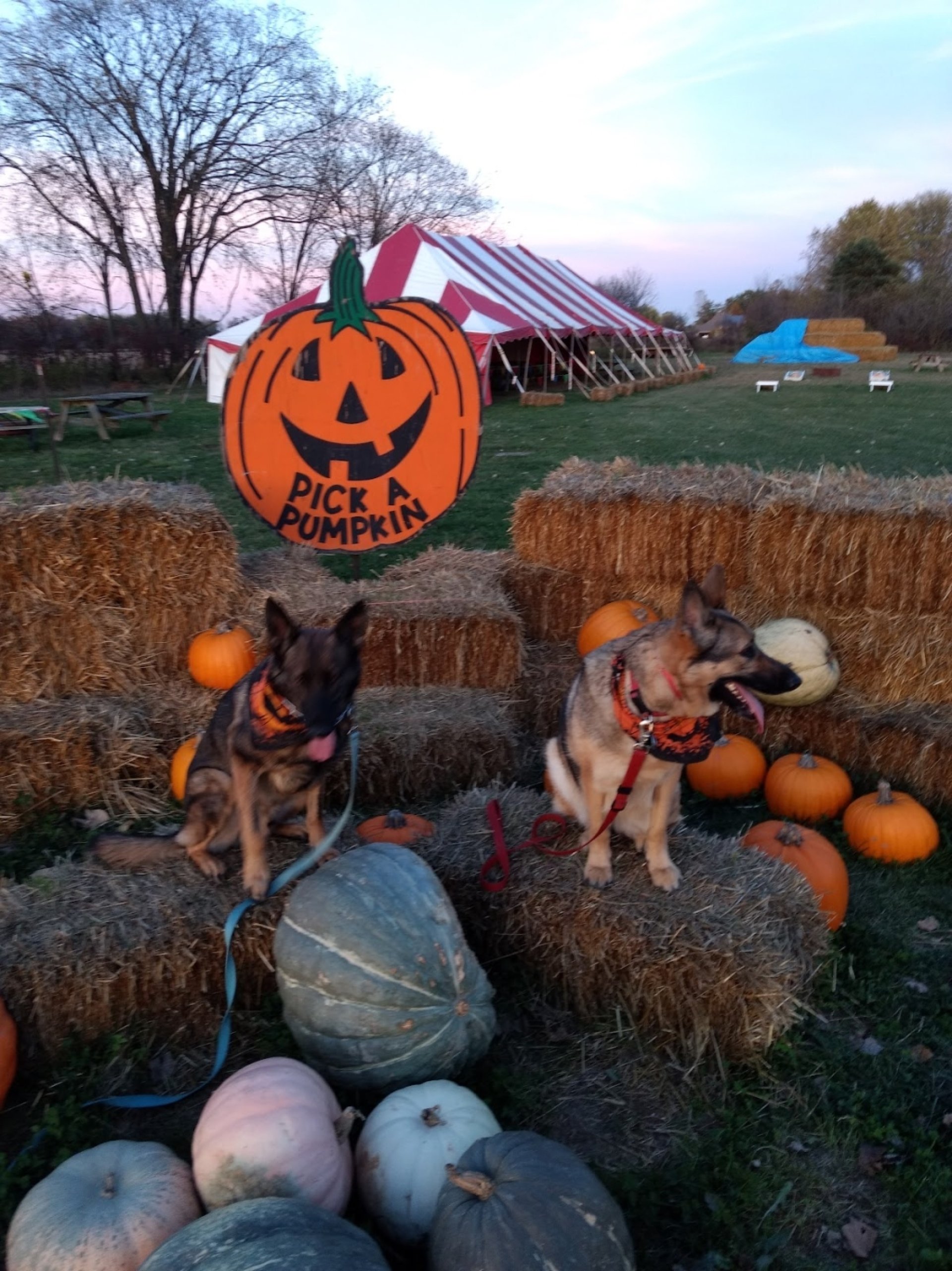 CornFun Corn Maze Adventure And Pumpkin Patch, Richmond, MI ...