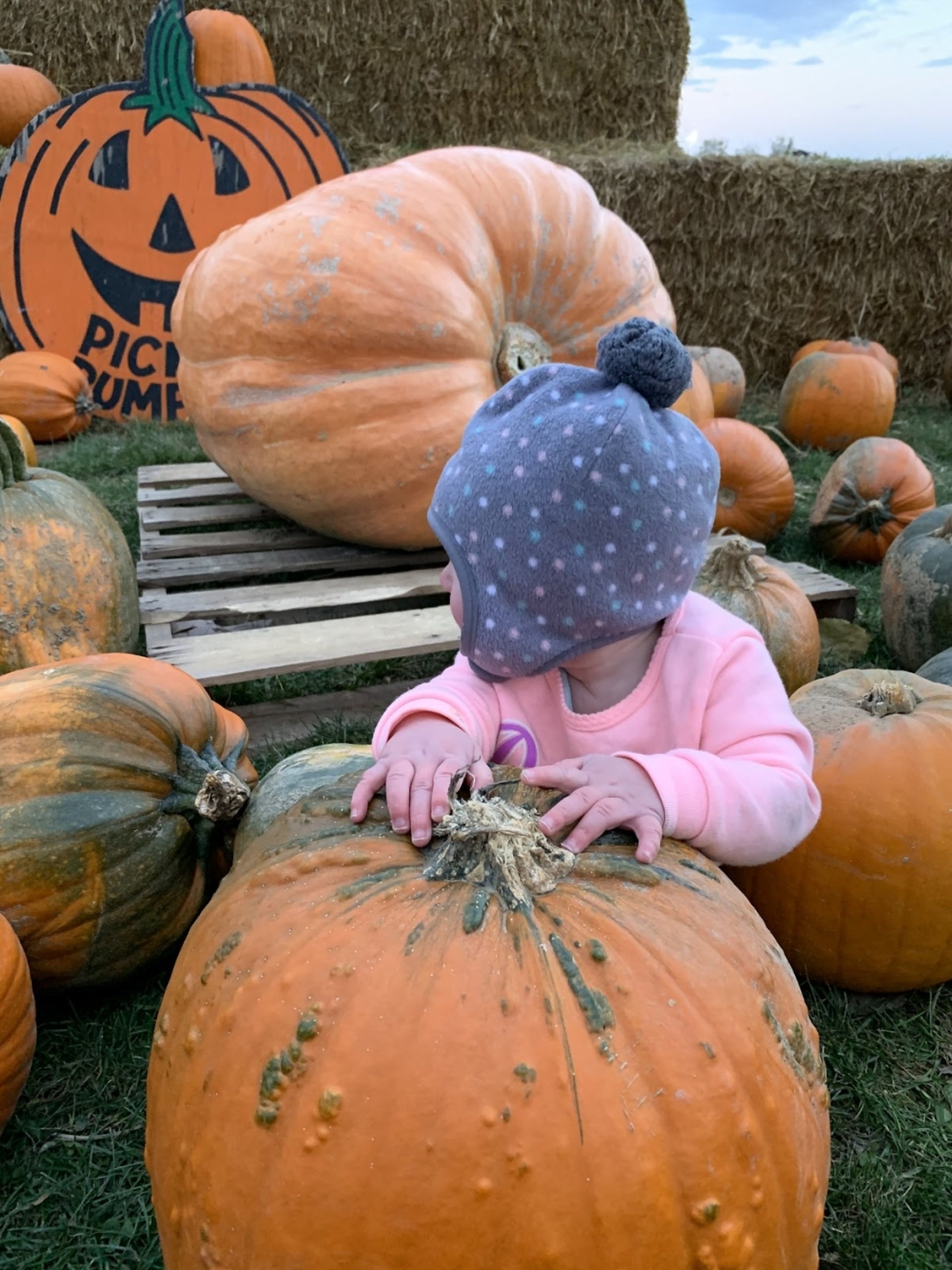 CornFun Corn Maze Adventure And Pumpkin Patch, Richmond, MI ...