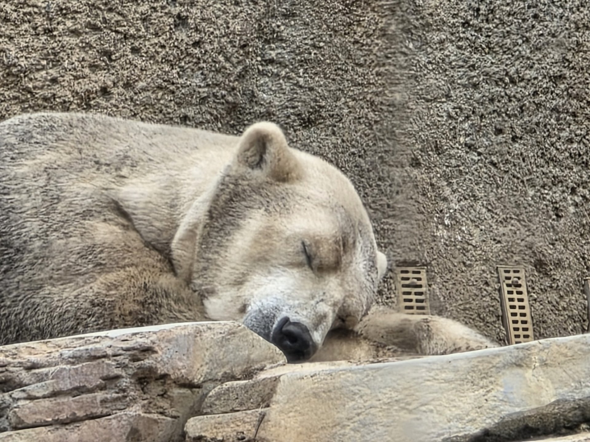 Polar Bear Plunge, San Diego, CA: Information, Tickets and Reviews