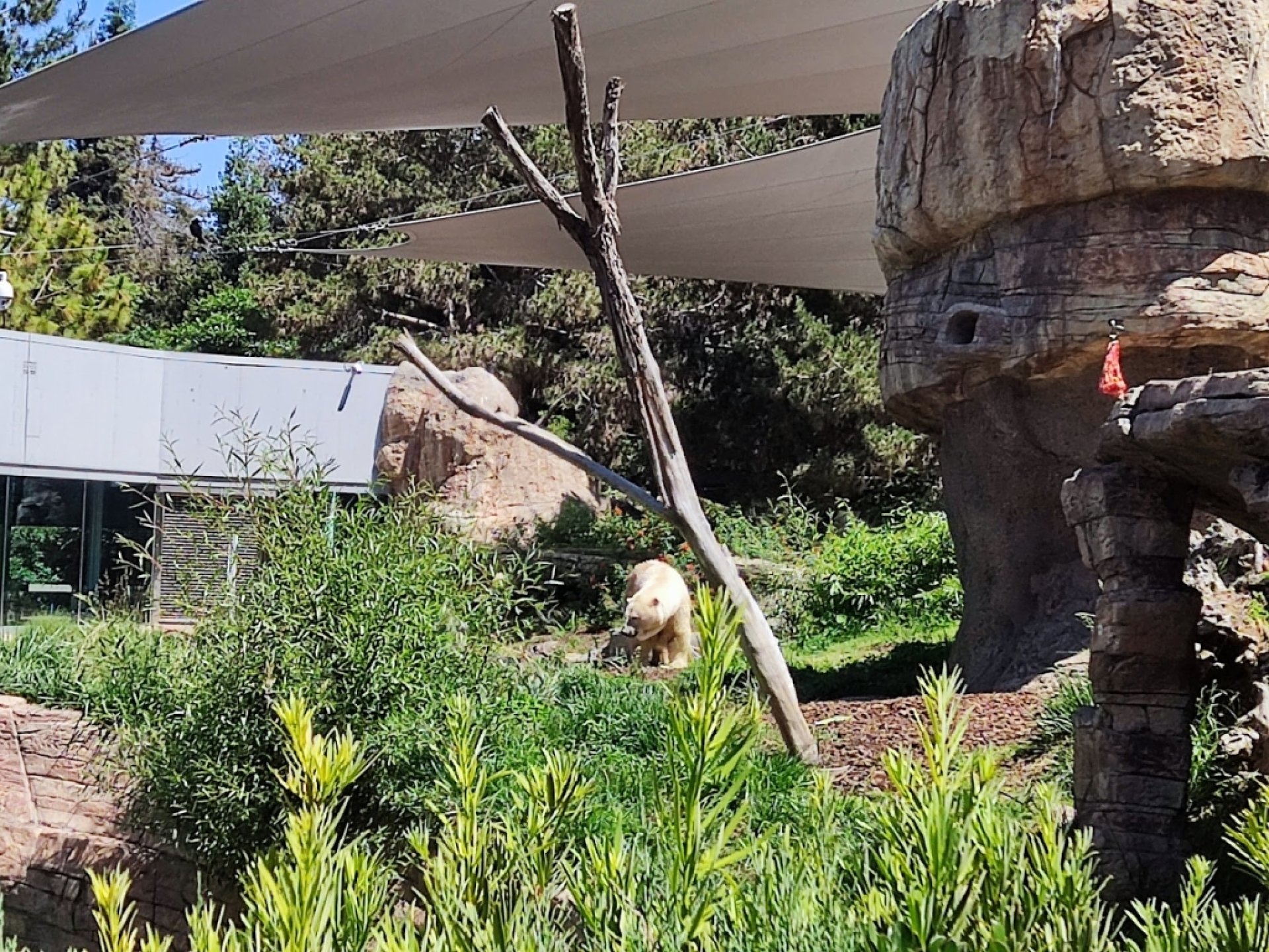 Polar Bear Plunge, San Diego, CA: Information, Tickets and Reviews