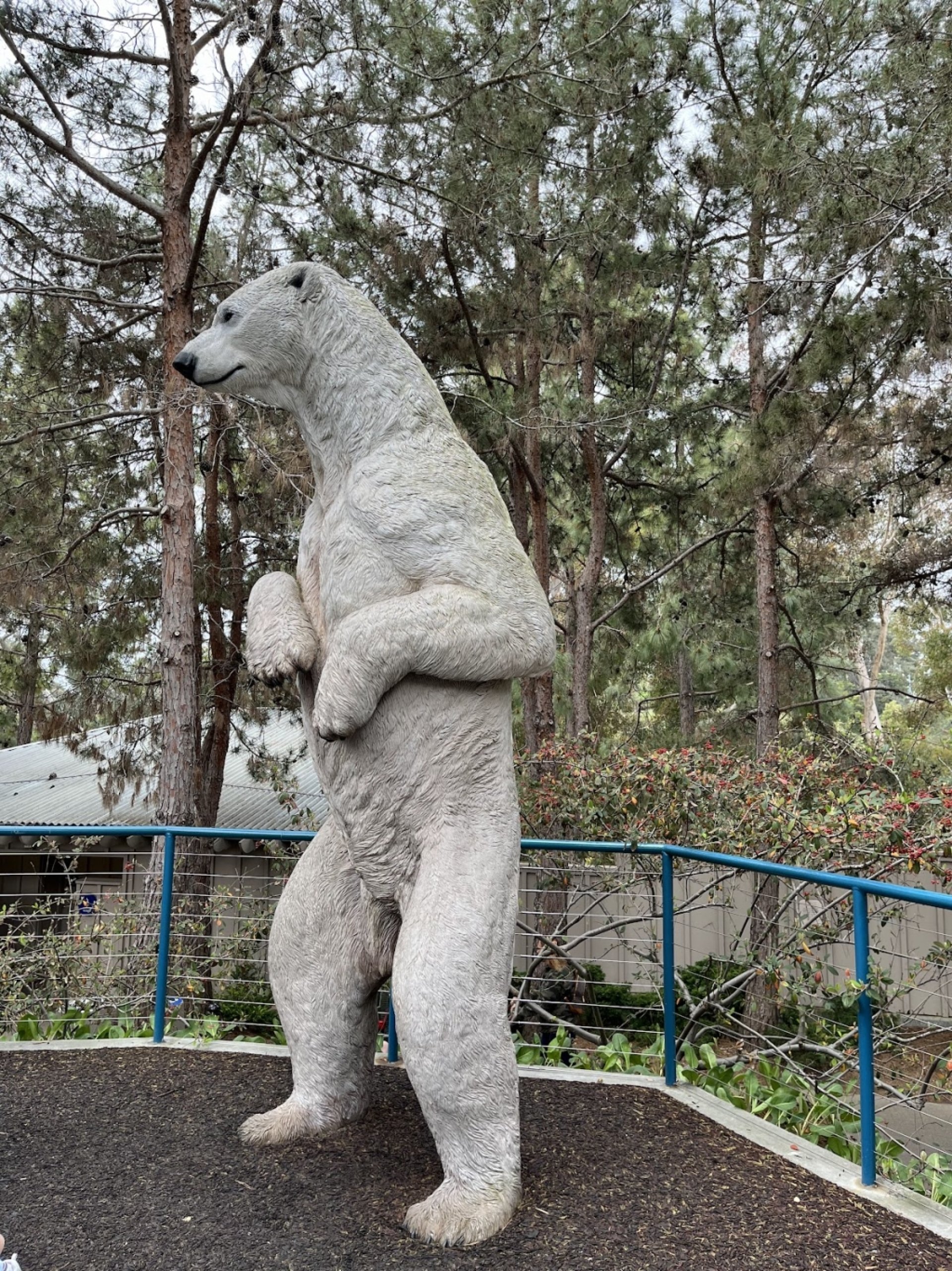 Polar Bear Plunge, San Diego, CA: Information, Tickets and Reviews