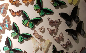 Omaha's Henry Doorly Zoo and Aquarium: Information, Tickets and Reviews