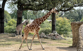 Omaha's Henry Doorly Zoo and Aquarium: Information, Tickets and Reviews