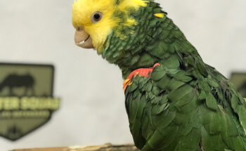 The Teaching Zoo at Moorpark College: Information, Tickets and Reviews