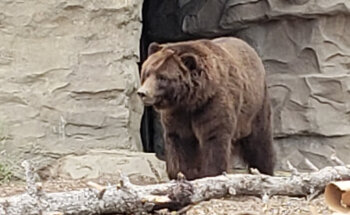 Detroit Zoo, Royal Oak, MI: Information, Tickets and Reviews