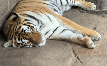 Como Park Zoo & Conservatory, Saint Paul, MN: Information, Tickets and ...