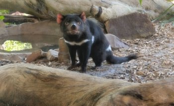 Healesville Sanctuary (Zoos Victoria), Melbourne: Information, Tickets ...
