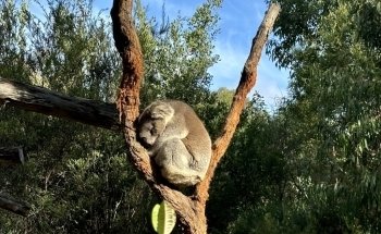 Healesville Sanctuary (Zoos Victoria), Melbourne: Information, Tickets ...
