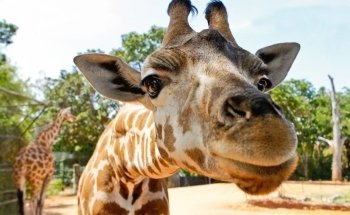 Perth Zoo: Information, Tickets and Reviews