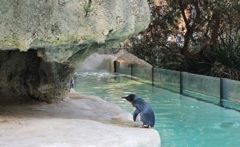 Perth Zoo: Information, Tickets and Reviews