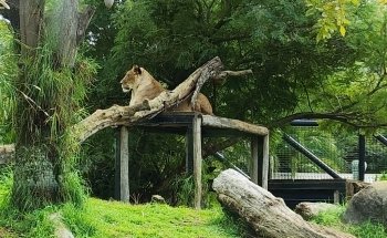 Perth Zoo: Information, Tickets and Reviews