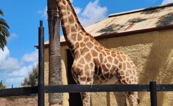 Adelaide Zoo: Information, Tickets and Reviews