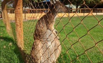 Swan Valley Cuddly Animal Farm, Perth: Information, Tickets and Reviews