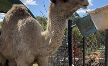 Swan Valley Cuddly Animal Farm, Perth: Information, Tickets and Reviews