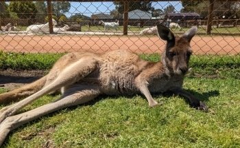Swan Valley Cuddly Animal Farm, Perth: Information, Tickets and Reviews