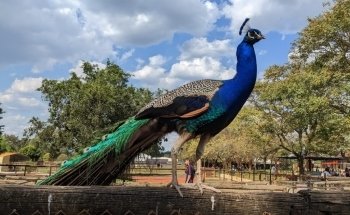 Swan Valley Cuddly Animal Farm, Perth: Information, Tickets and Reviews