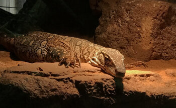 Perth Zoo: Information, Tickets and Reviews