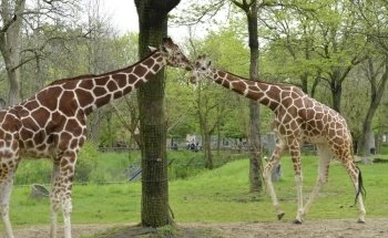 Lincoln Park Zoo, Chicago, IL: Information, Tickets and Reviews