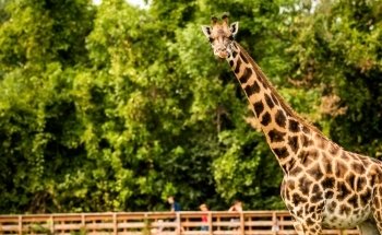 Ecomuseum Zoo, Sainte-Anne-de-Bellevue: Information, Tickets and Reviews