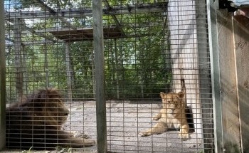 Elmvale Jungle Zoo, Wasaga Beach: Information, Tickets and Reviews