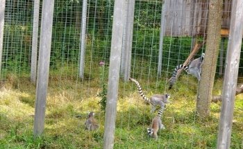 Elmvale Jungle Zoo, Wasaga Beach: Information, Tickets and Reviews