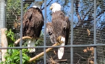 Saskatoon Forestry Farm Park & Zoo: Information, Tickets and Reviews