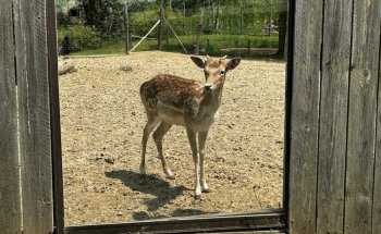 Brantford Twin Valley Zoo Ltd.: Information, Tickets and Reviews