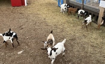 Butterfield Acres Petting Farm, Calgary: Information, Tickets and Reviews