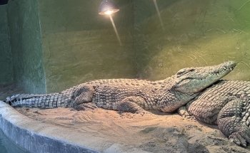 Reptilia Whitby: Information, Tickets and Reviews