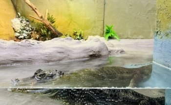 Reptilia Whitby: Information, Tickets and Reviews